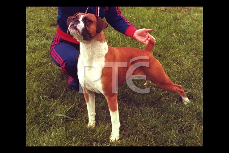 Photographic Archive - RTÉ Archives