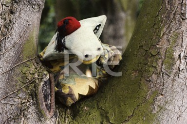 Photographic Archive - RTÉ Archives